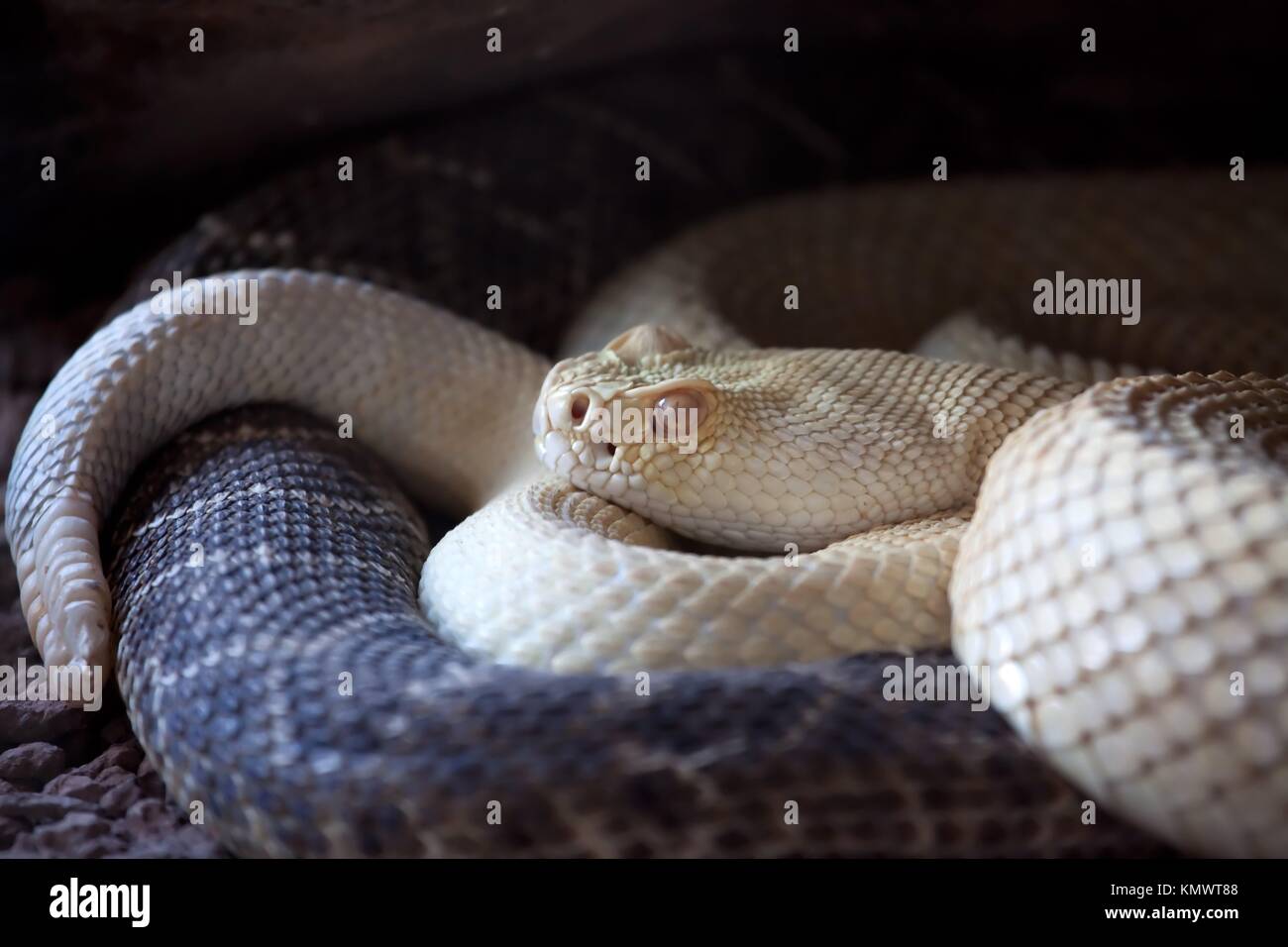 Crotalus atrox hi-res stock photography and images - Alamy