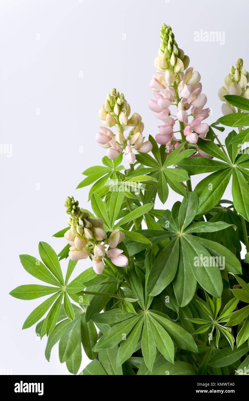 Lupin White High Resolution Stock Photography and Images - Alamy