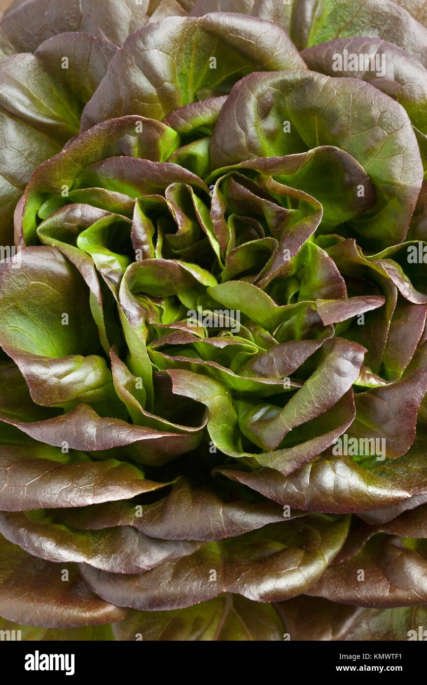 Salanova lettuce hi-res stock photography and images - Alamy