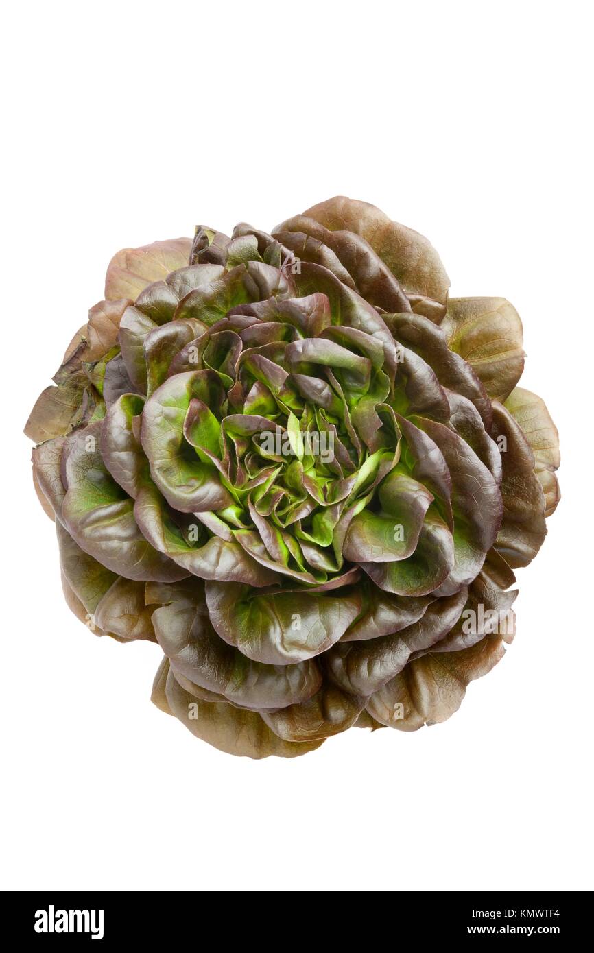 Salanova lettuce hi-res stock photography and images - Alamy