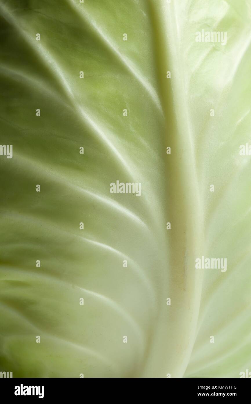 Green sweetheart cabbage hi-res stock photography and images - Alamy