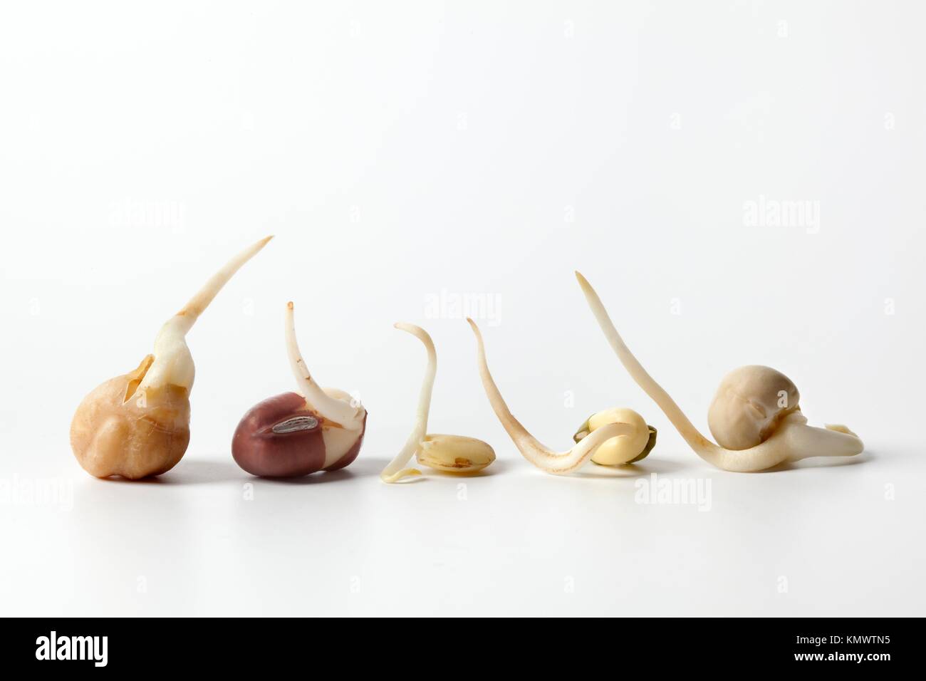 Different sprouts, seedlings close up Stock Photo - Alamy