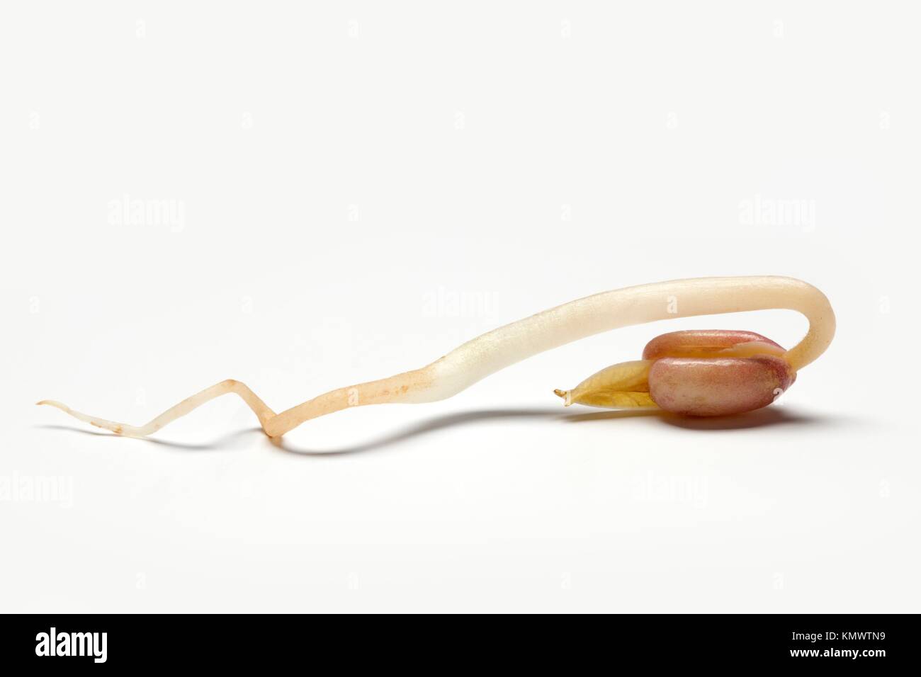 White bean close up hi-res stock photography and images - Alamy