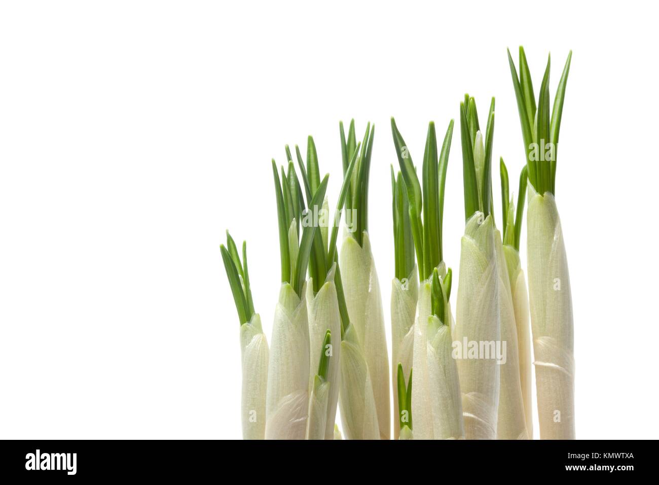 Expanding crocus bulbs Stock Photo - Alamy