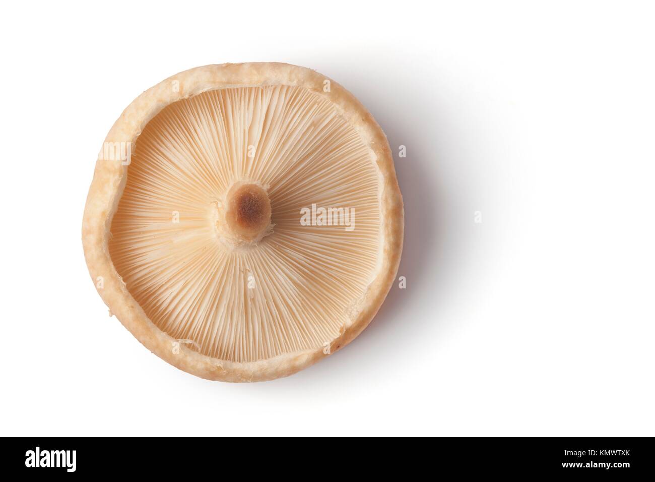 Mushroom lamella hi-res stock photography and images - Alamy