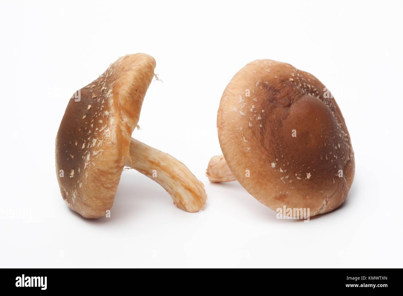 Two white mushrooms hi-res stock photography and images - Alamy