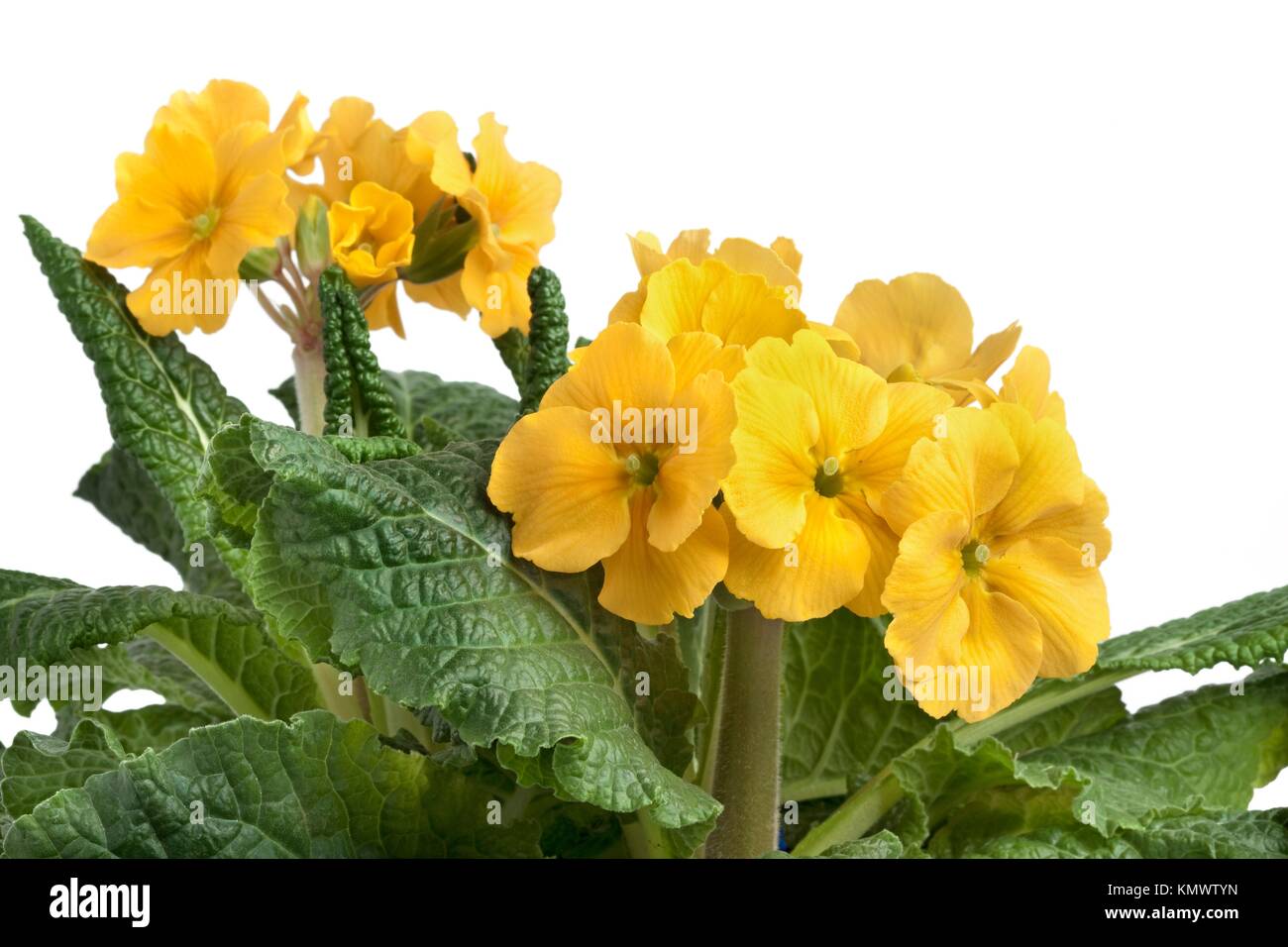 Primula elatior elatior hi-res stock photography and images - Alamy