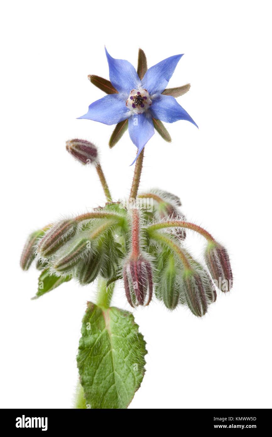 Flowering Borage and buds isolated on white background Stock Photo - Alamy