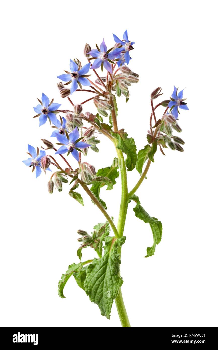Flowering Borage isolated on white background Stock Photo - Alamy