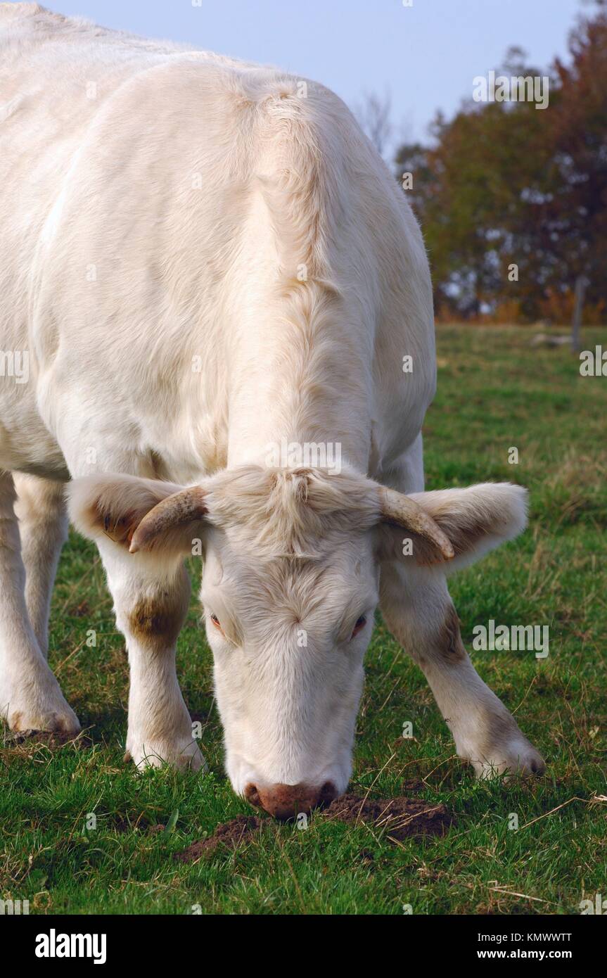 Meat eating bull hi-res stock photography and images - Alamy