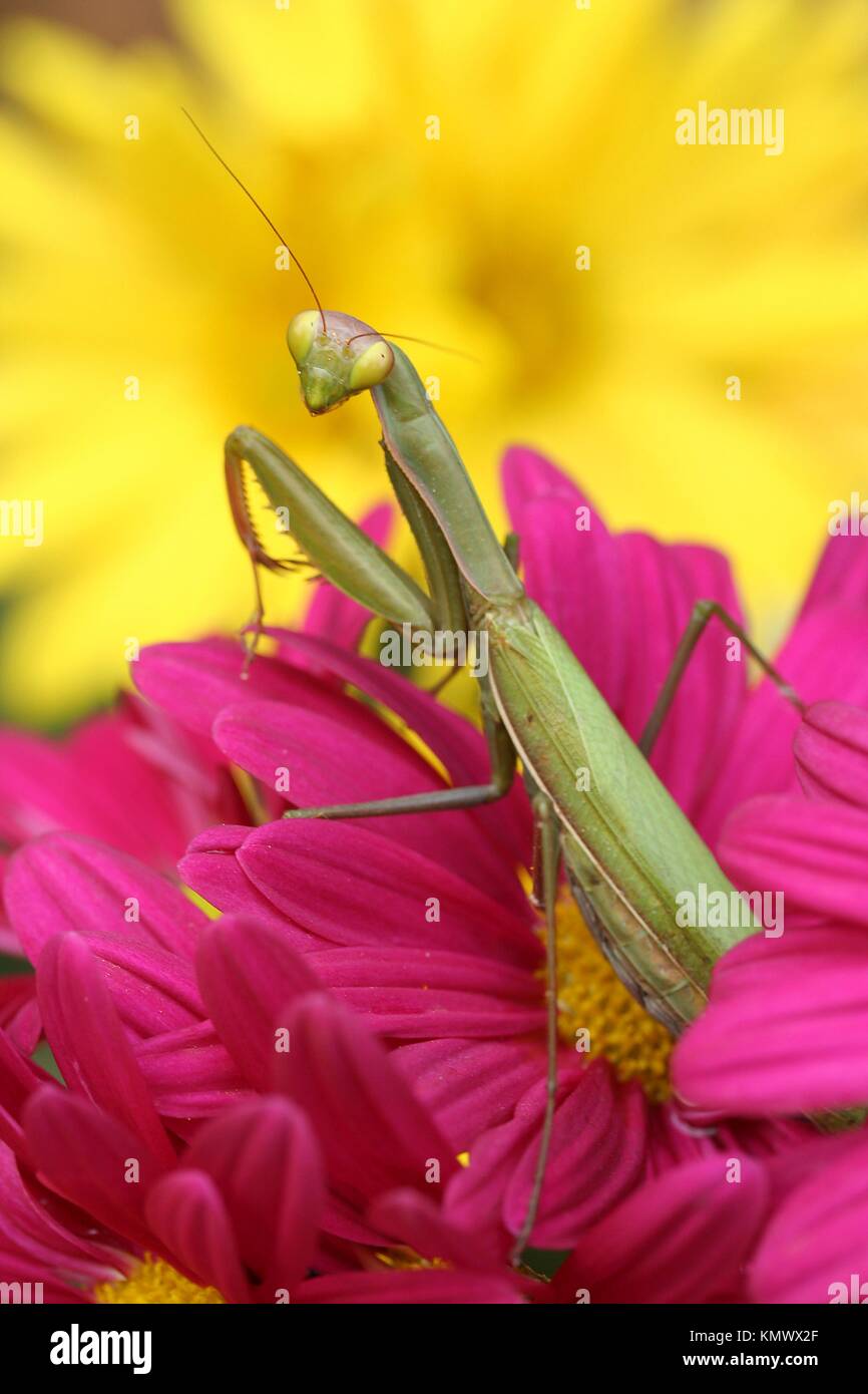 Prayer mantis hi-res stock photography and images - Alamy