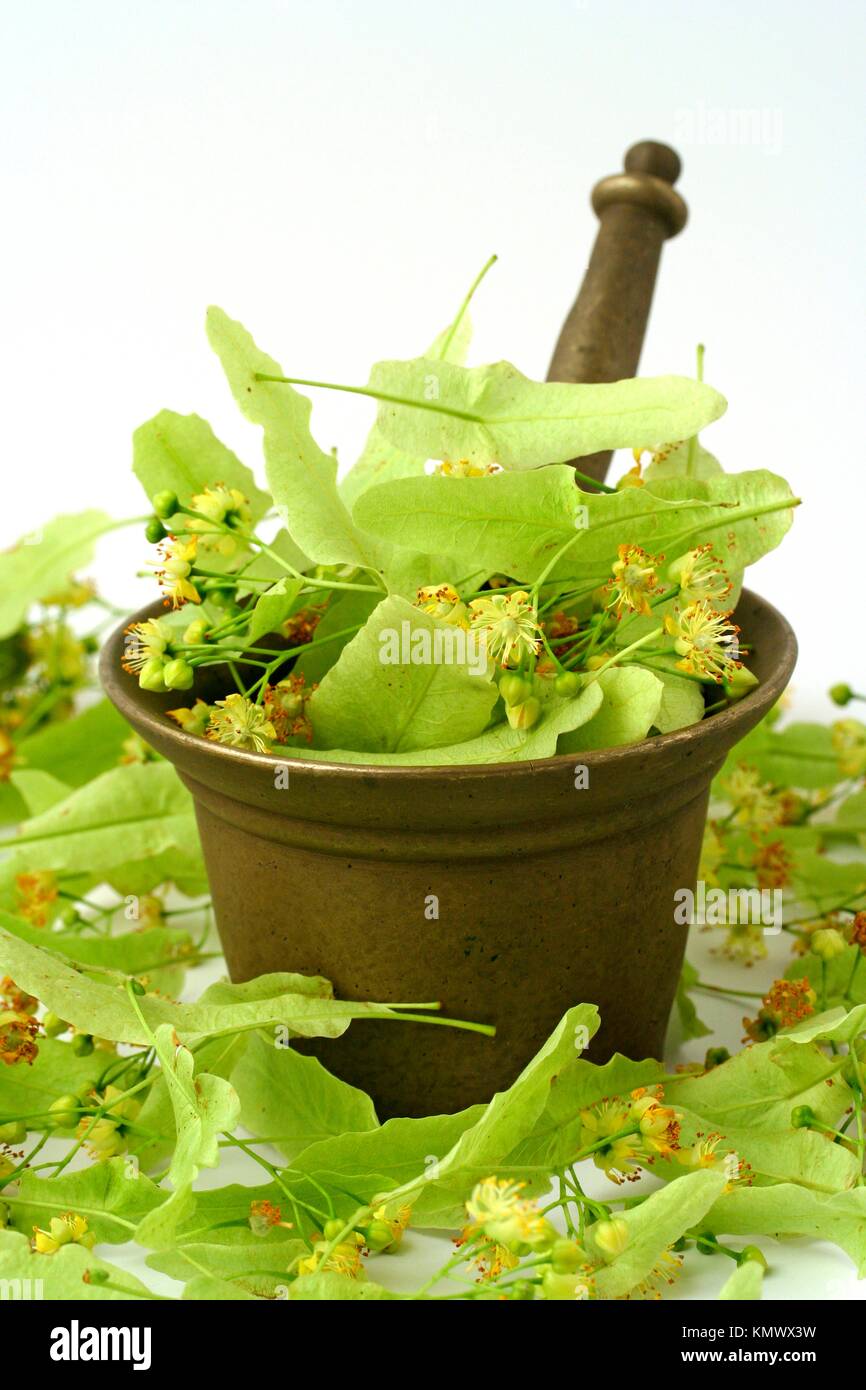 Common linden leaves hi-res stock photography and images - Alamy