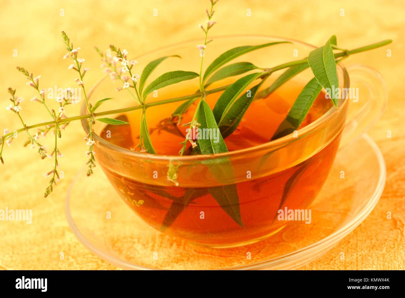 Aloysia triphylla hi-res stock photography and images - Alamy