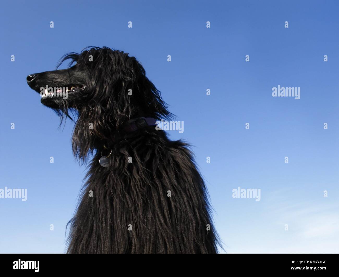 Afghan dog hi-res stock photography and images - Alamy