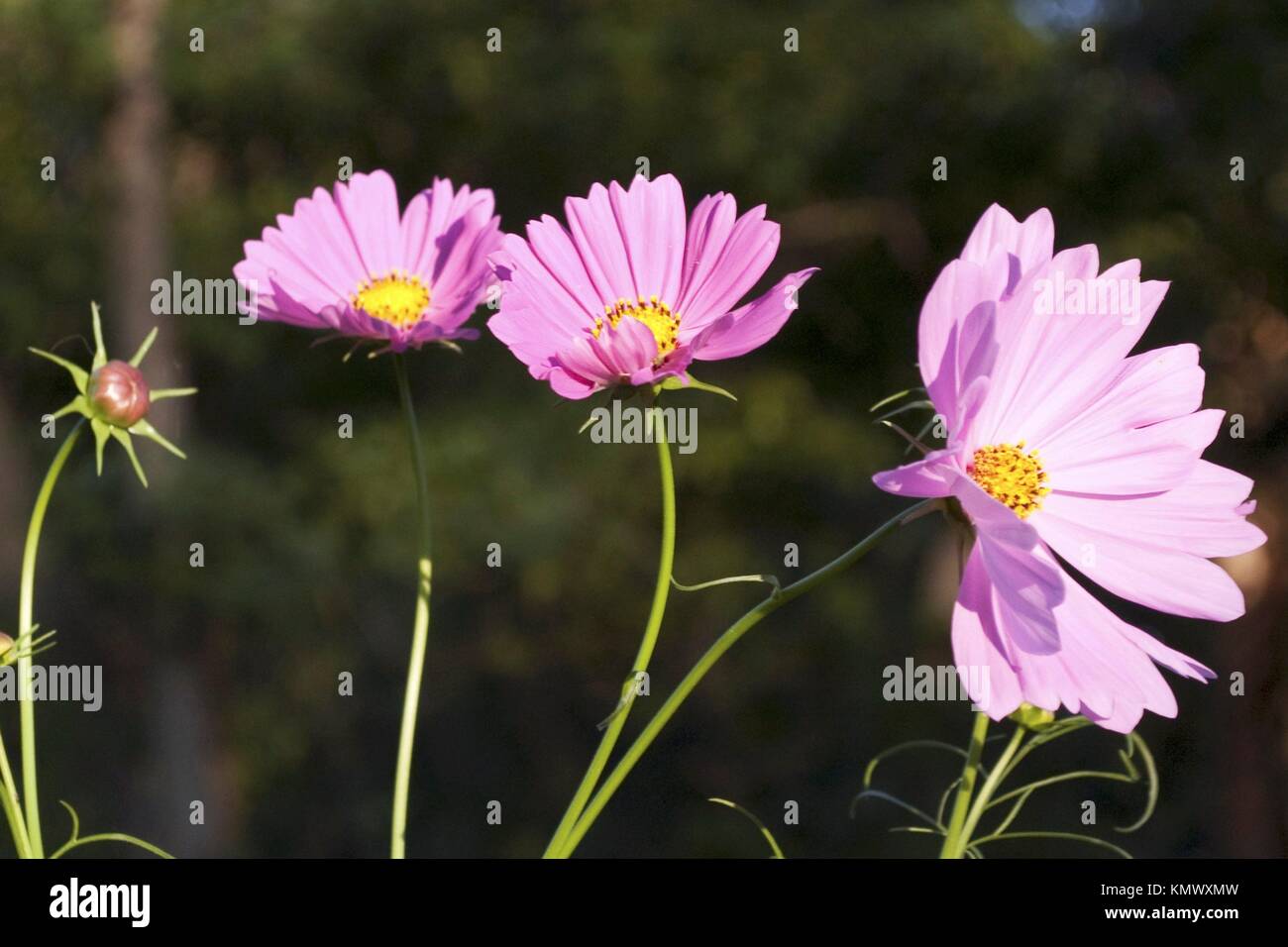 Tall pink cosmos hi-res stock photography and images - Alamy