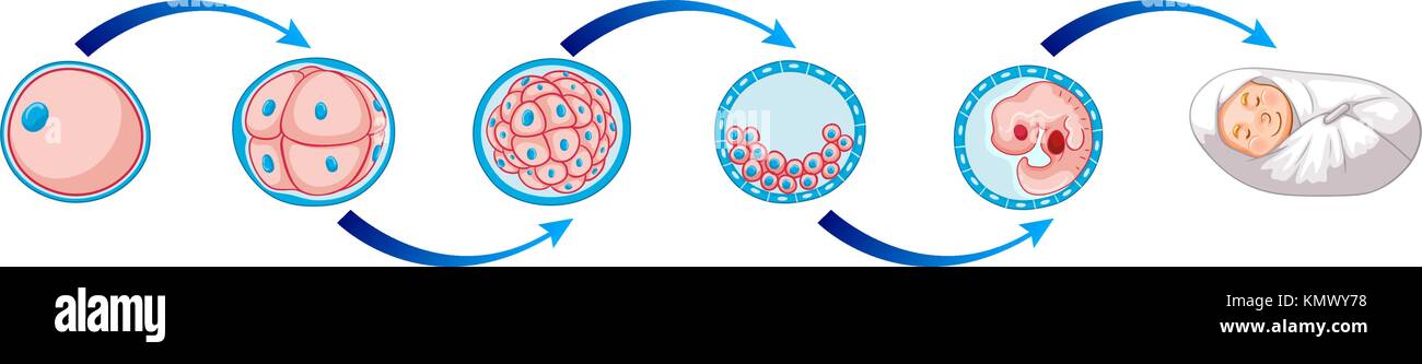 Cell diagram of newborn baby illustration Stock Vector Image & Art - Alamy