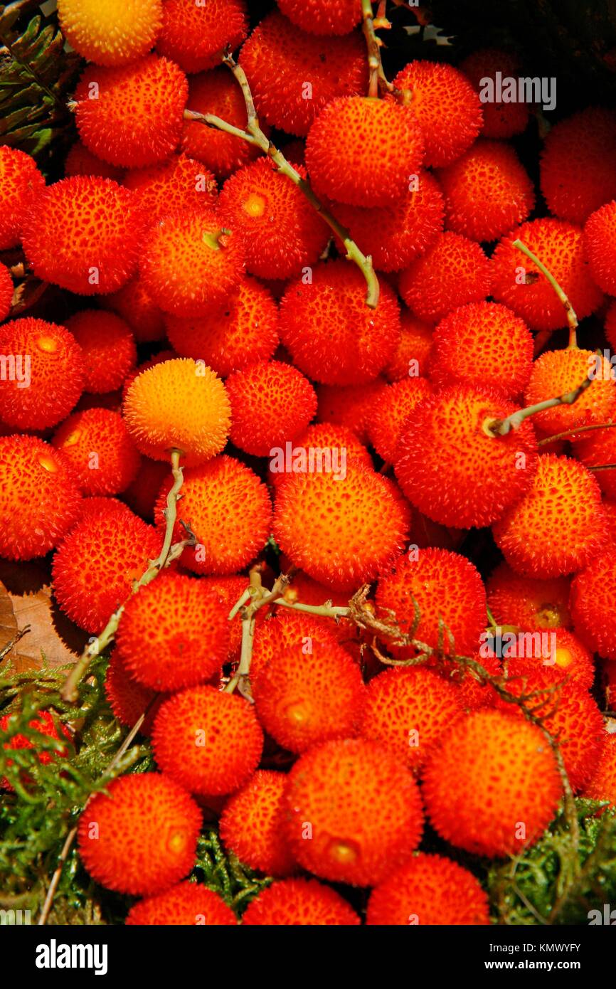 Strawberry tree fruits hi-res stock photography and images - Alamy
