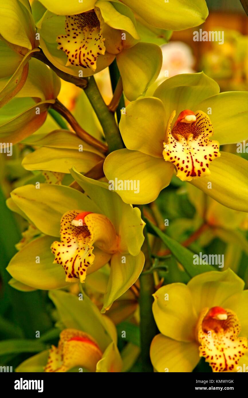 Orchid Cymbidium sp Stock Photo - Alamy