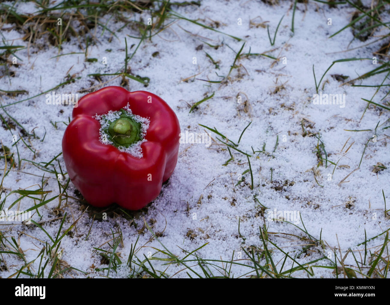 Fruits and vegetables for kids hi-res stock photography and images - Alamy
