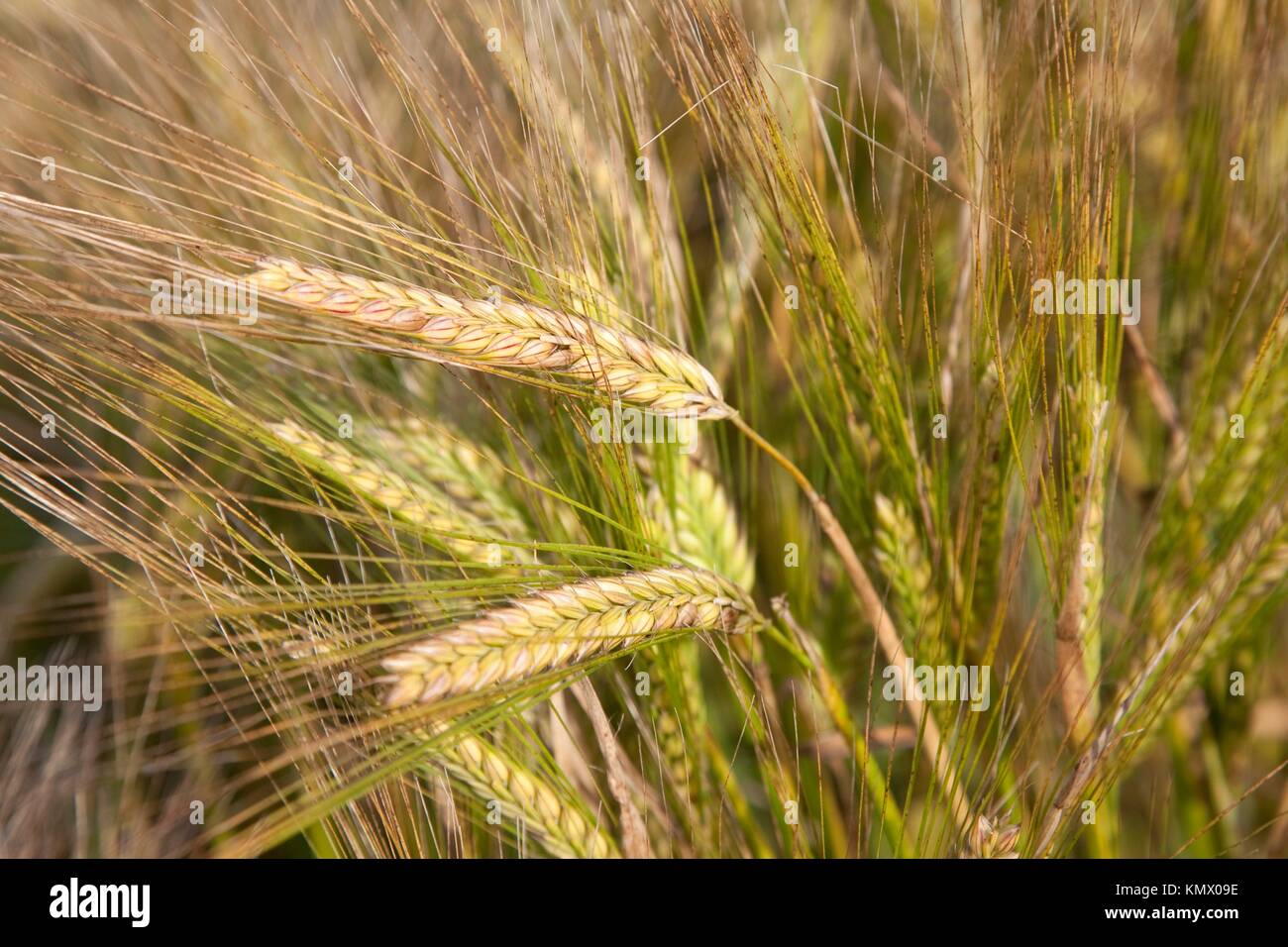 Growing wheat on farm hi-res stock photography and images - Alamy