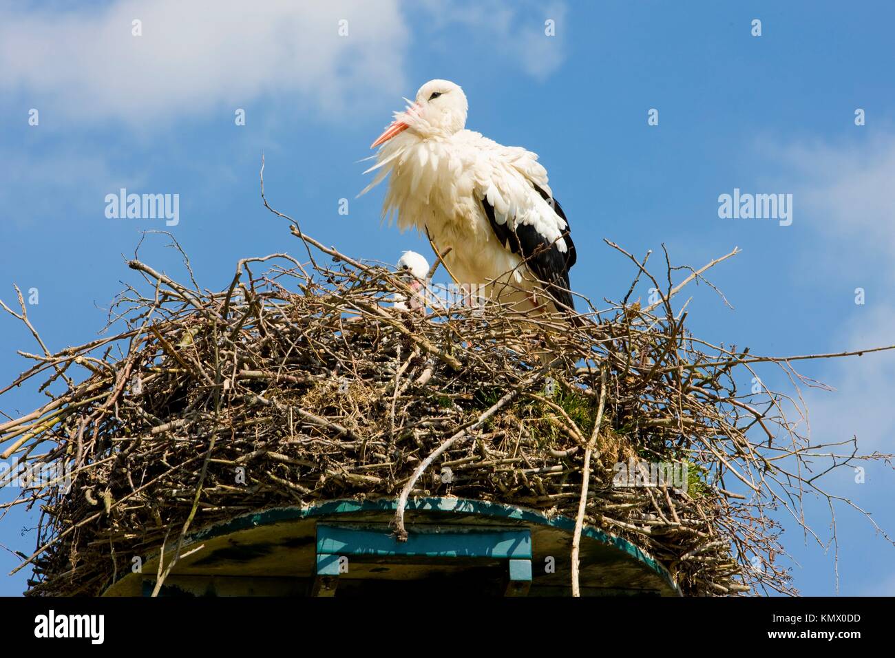 Stork bird birds netherlands holland hi-res stock photography and ...