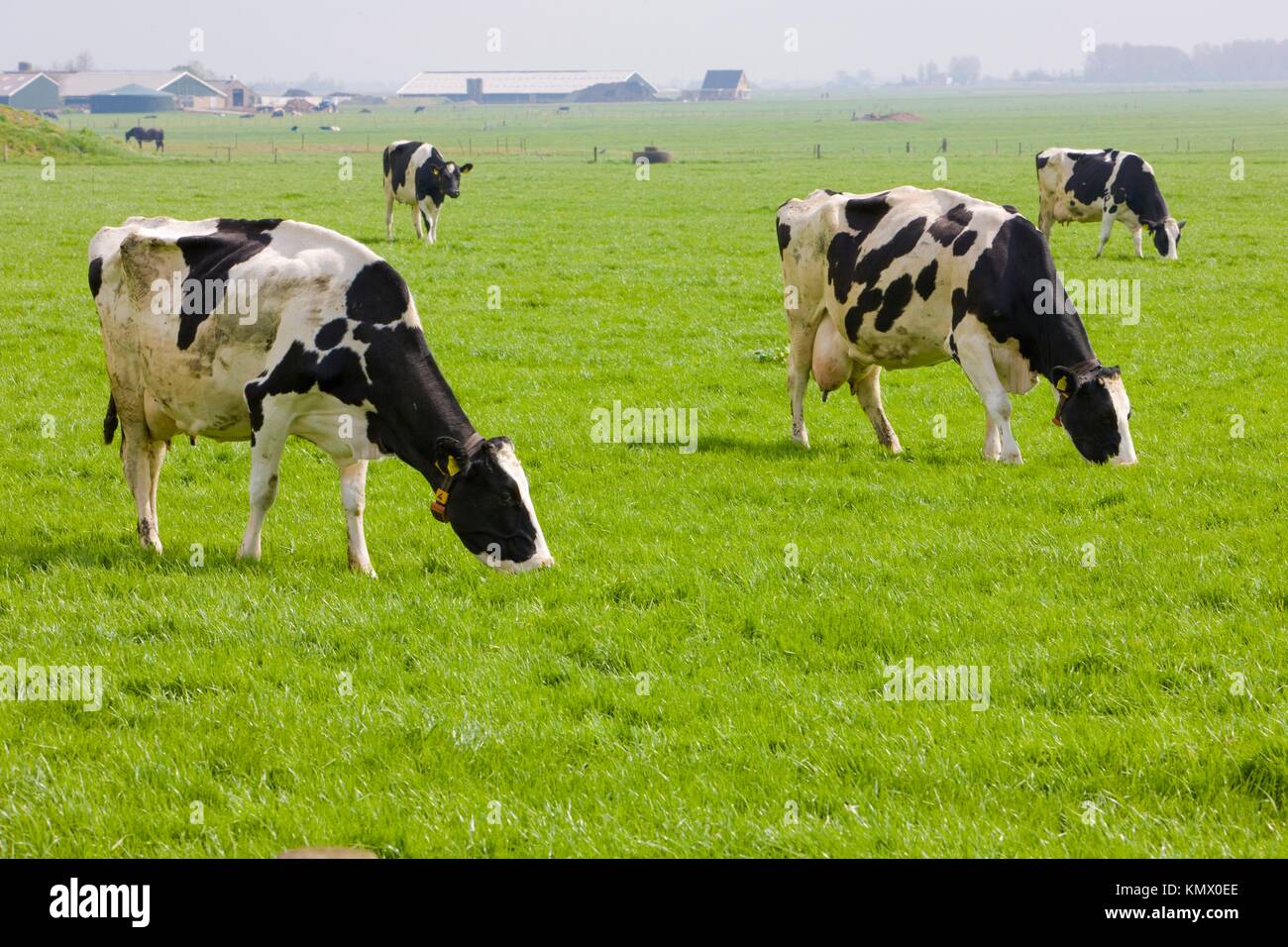 Friesland cattle hi-res stock photography and images - Alamy