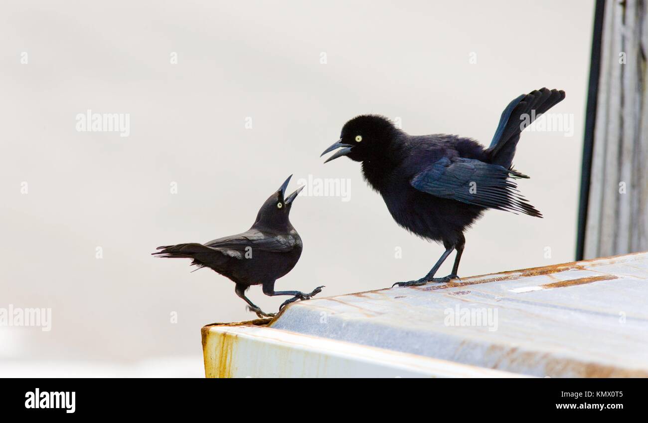 two black birds, Barbados Stock Photo - Alamy