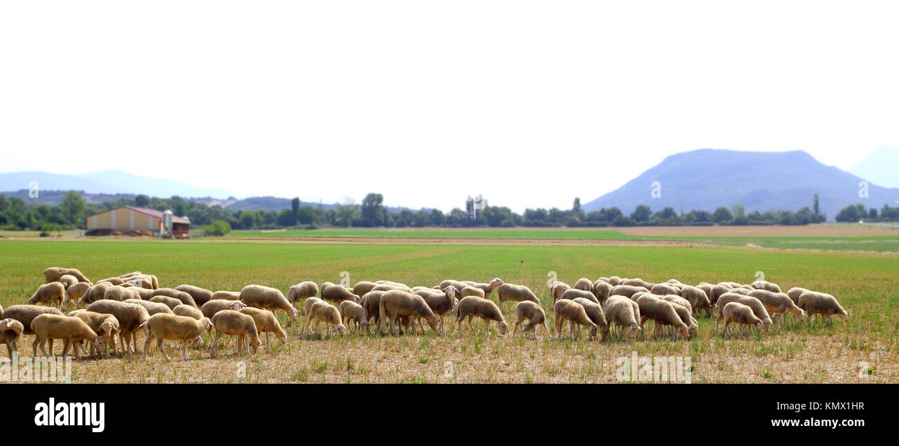 sheep flock grazing meadow in grass field panoramic view Stock Photo - Alamy