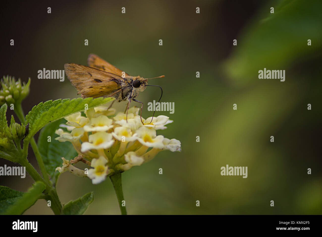 Fiery skipper butterfly caterpillar hi-res stock photography and images ...