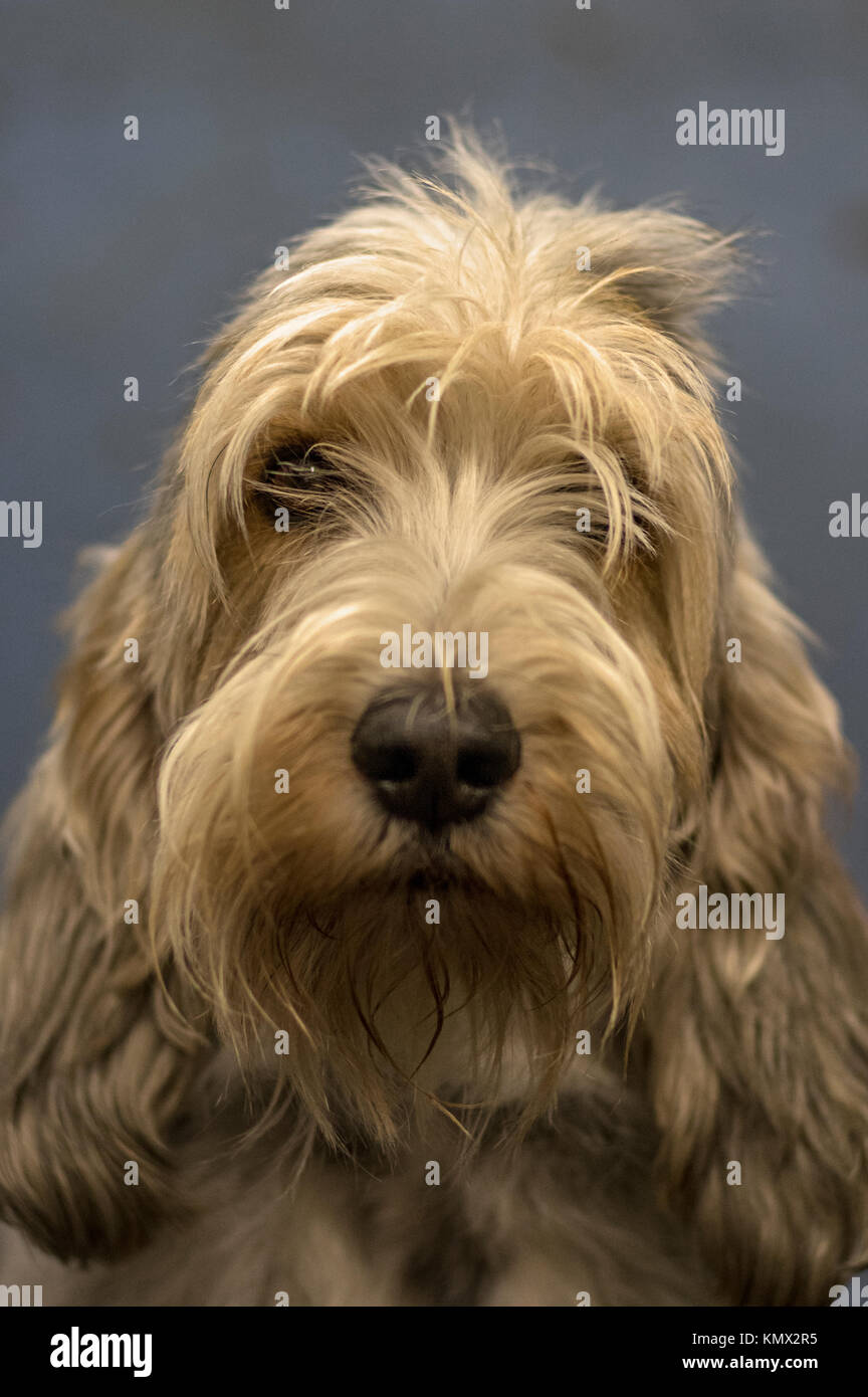 Petit Basset Griffon Vend en PBGV French Hunting Dog Portrait Posed Petit Basset Griffon Vend en PBGV French Hunting Dog Portrait Posed