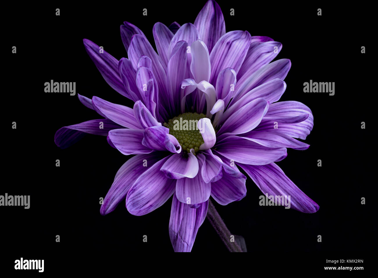 Purple Calendula Flower