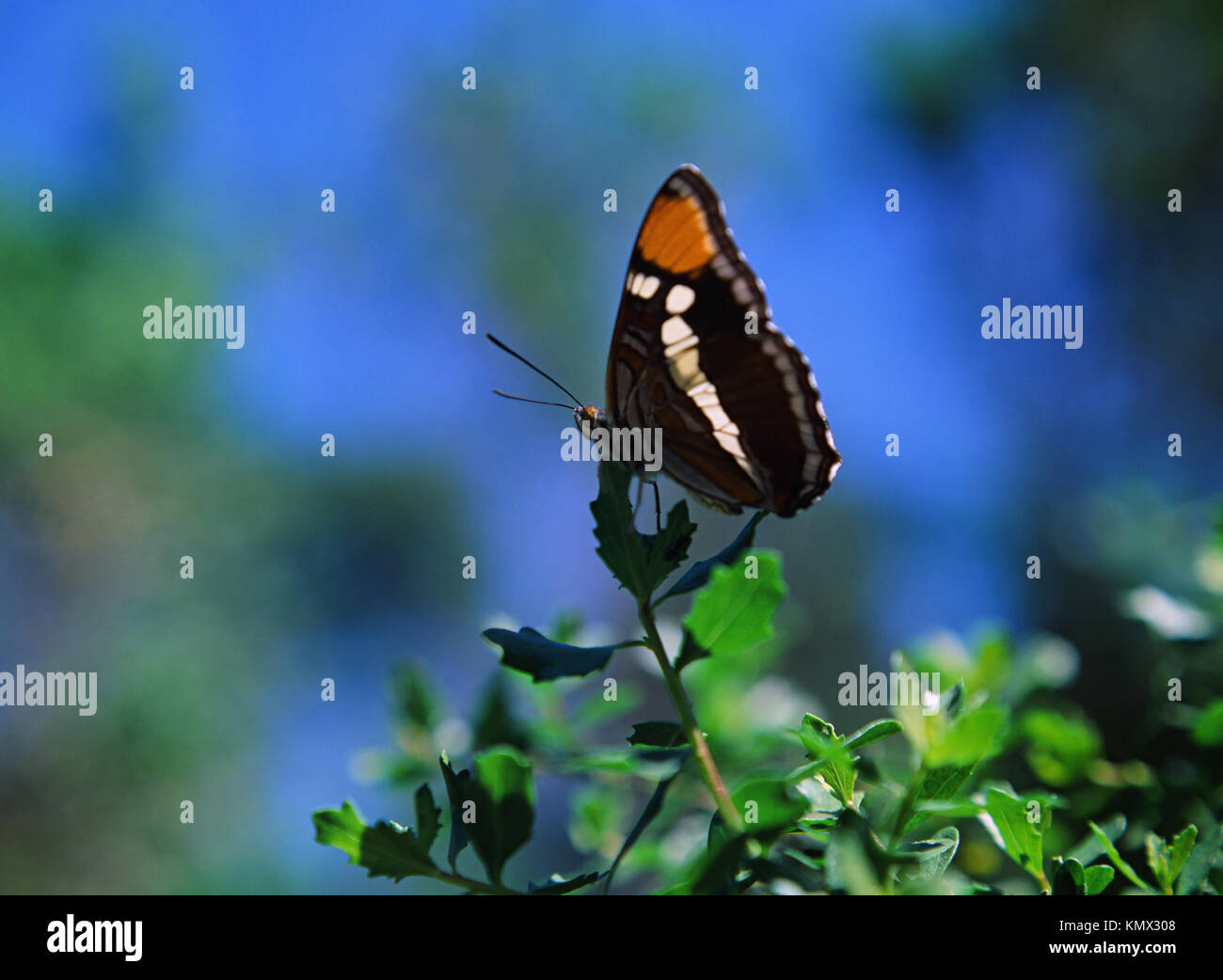 California Sister Butterfly, Adelpha Californica, Perched on a Branch ...