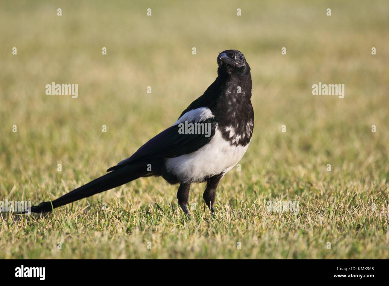 Restorative power hi-res stock photography and images - Alamy