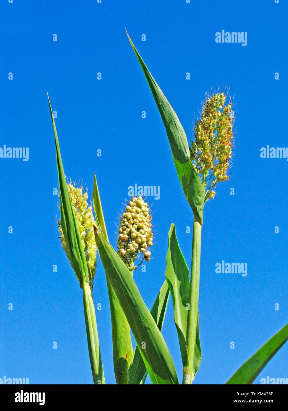 Corn sorghum bicolor jawar hi-res stock photography and images - Alamy