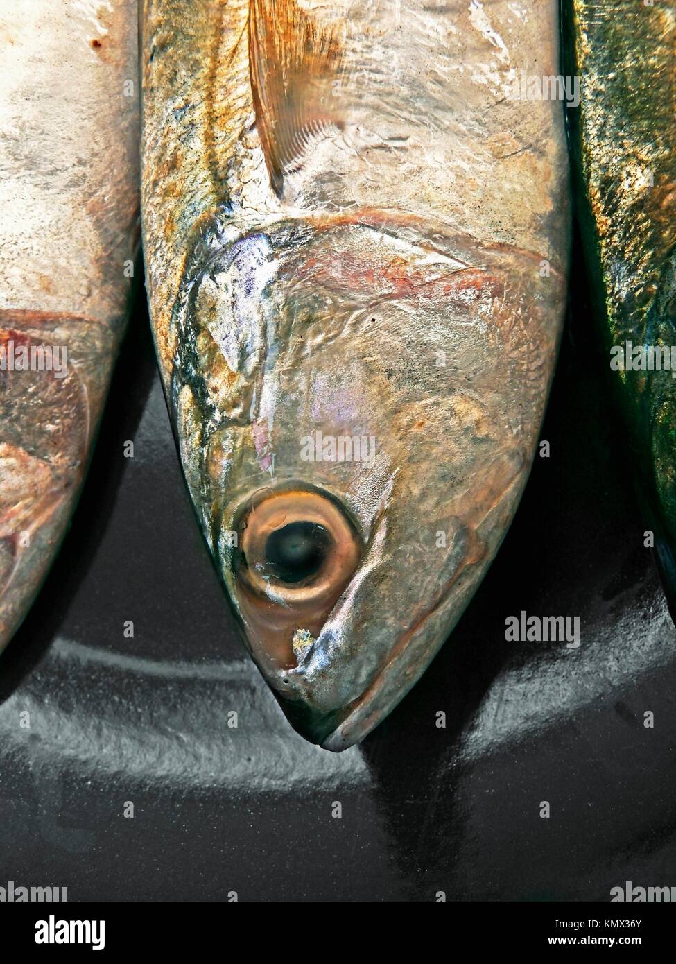 Indian Mackerel Fish