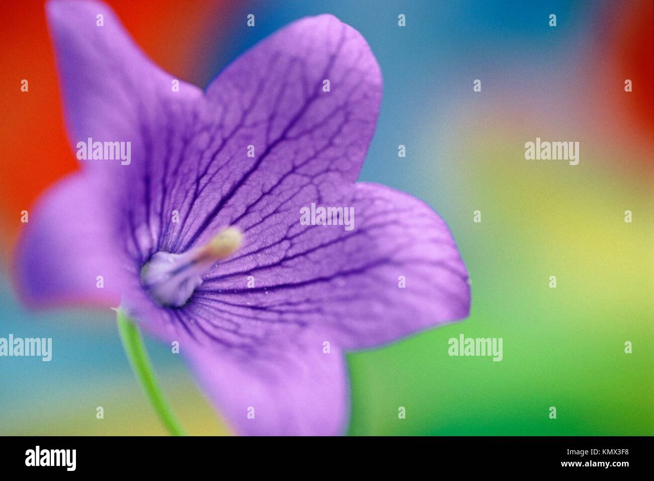 Blue flowering rockery plant hi-res stock photography and images - Alamy