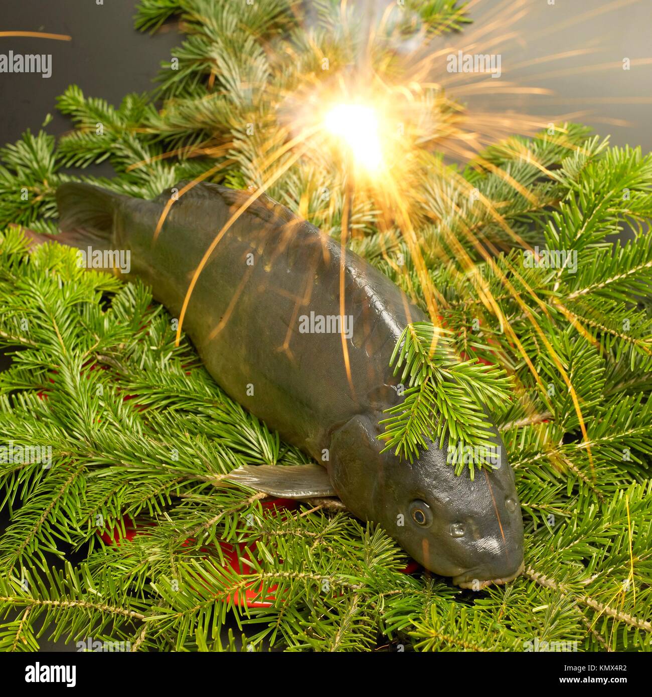Czech Christmas tradition Christmas carp Stock Photo - Alamy