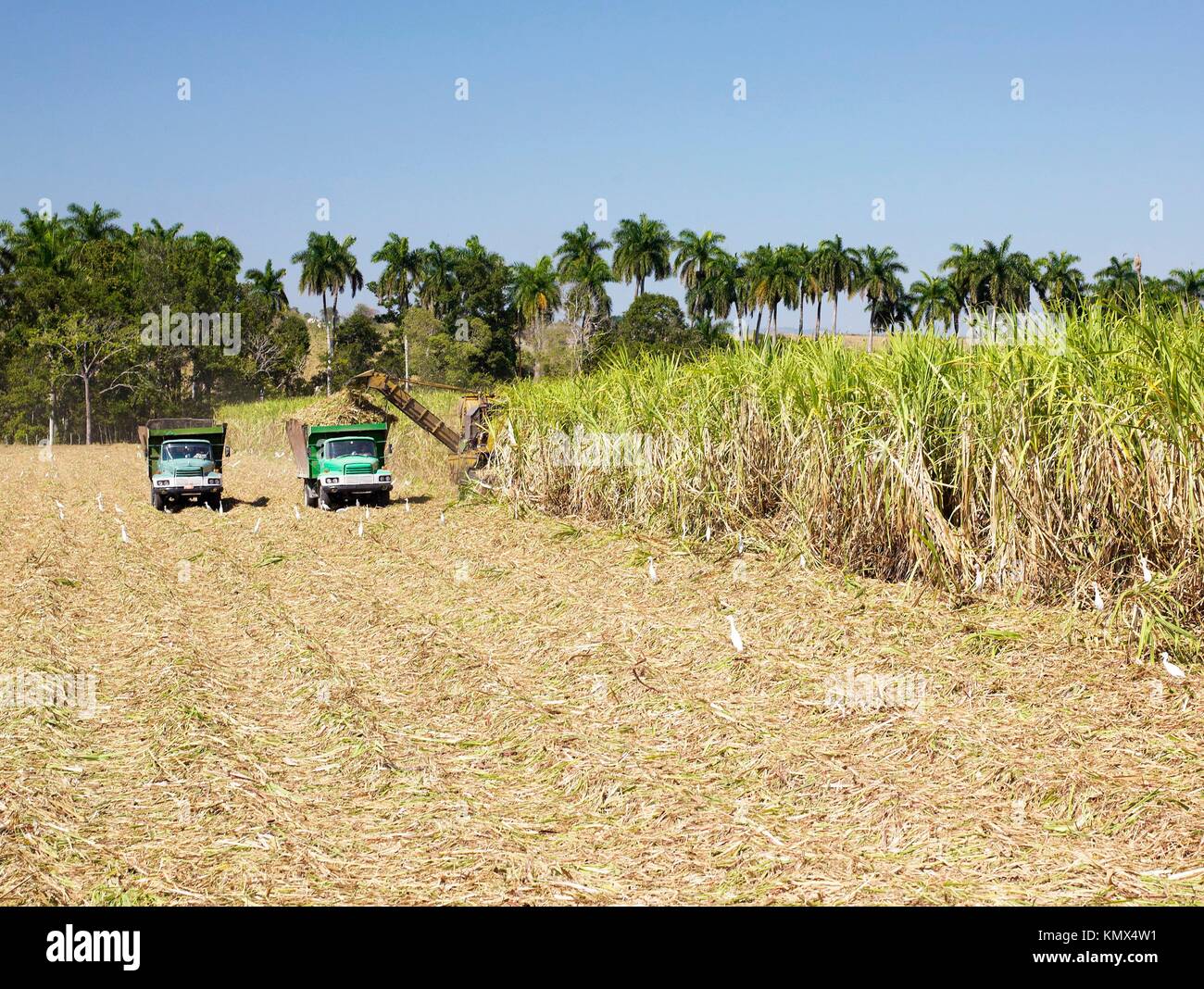 Sugar Cane Growing Caribbean Stock Photos & Sugar Cane Growing ...