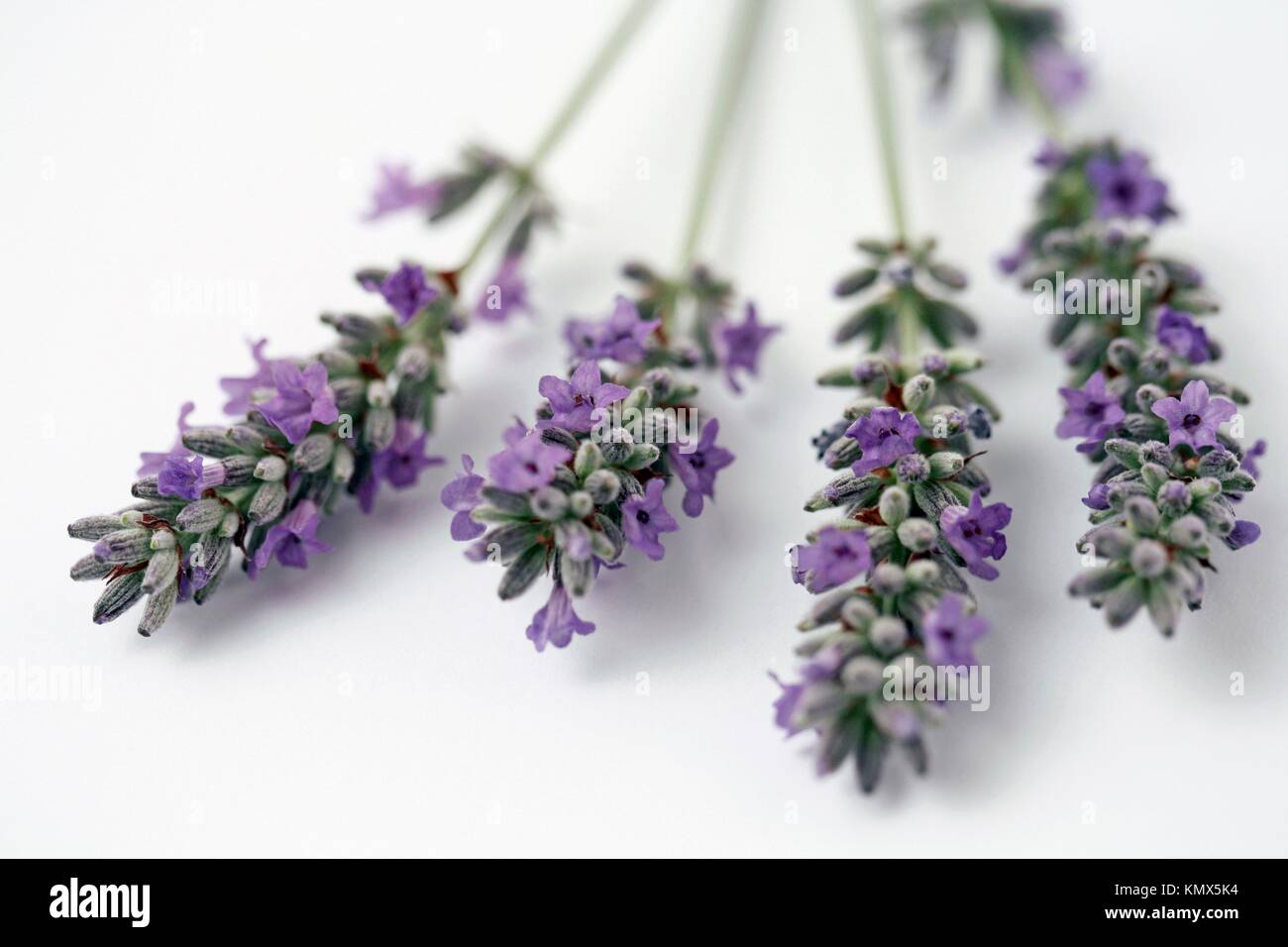 Lavandula officinalis hi-res stock photography and images - Alamy