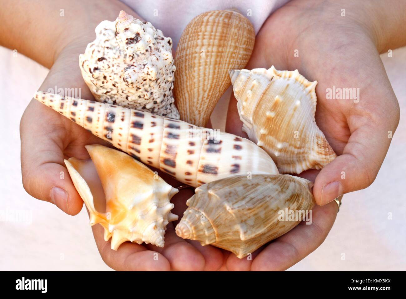 Pick up shells hi-res stock photography and images - Alamy