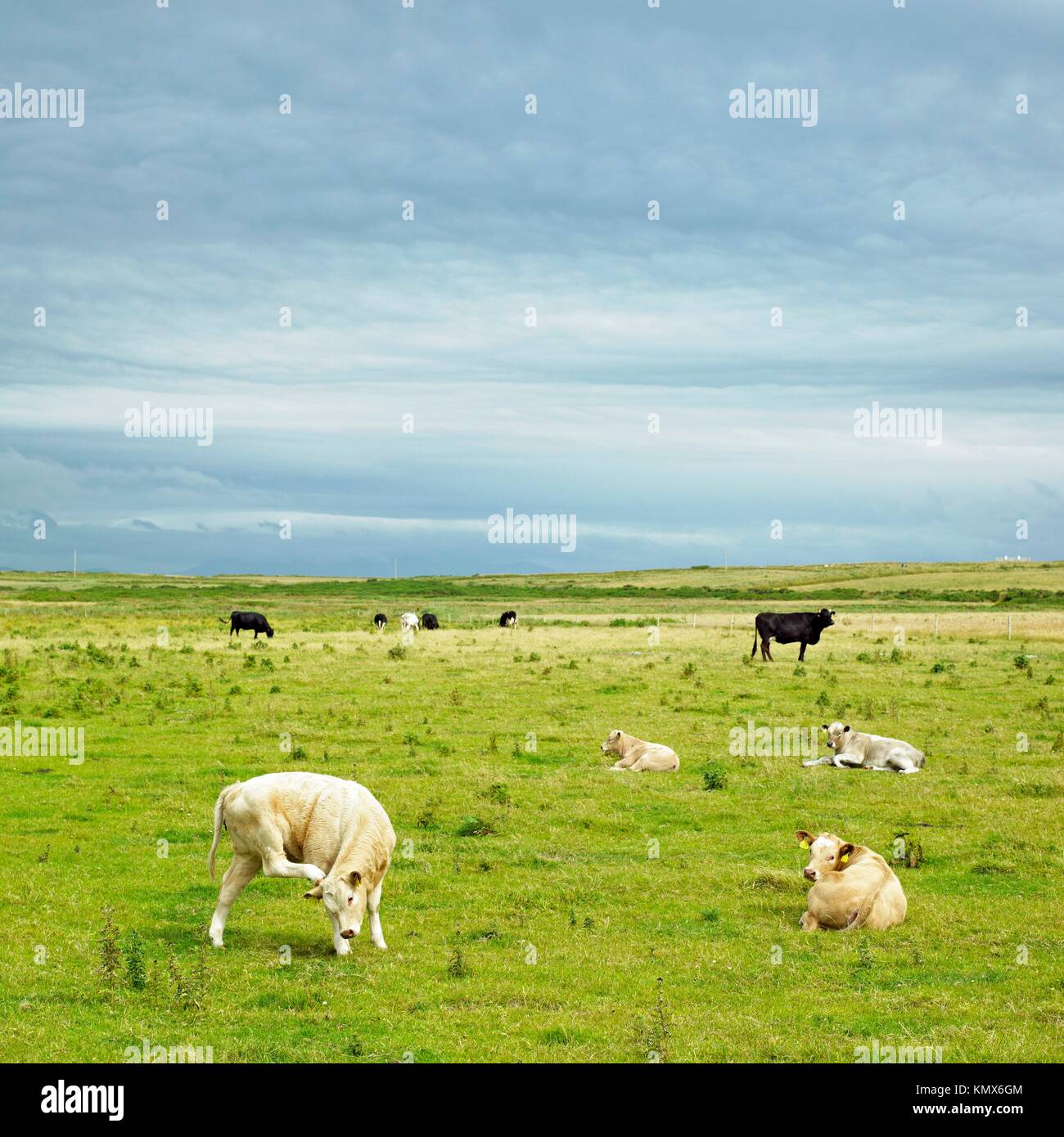 cows, The Mullet Peninsula, County Mayo, Ireland Stock Photo - Alamy