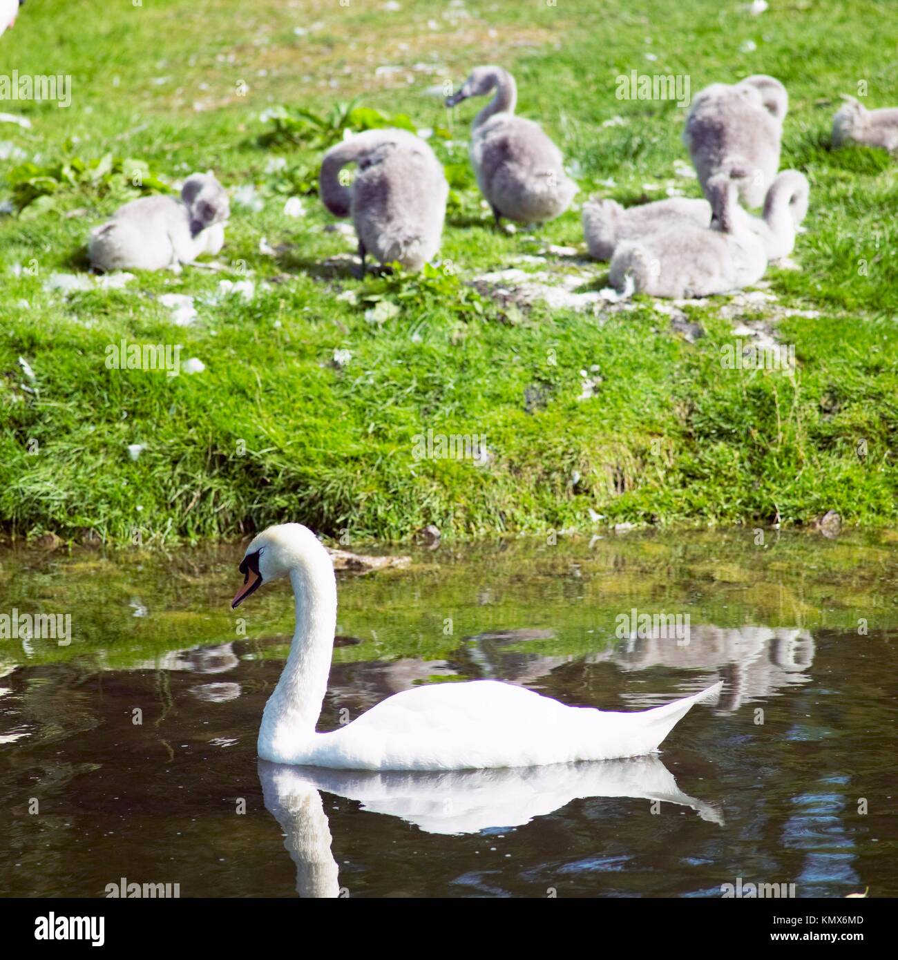 swans, Tully, County Kildare, Ireland Stock Photo - Alamy