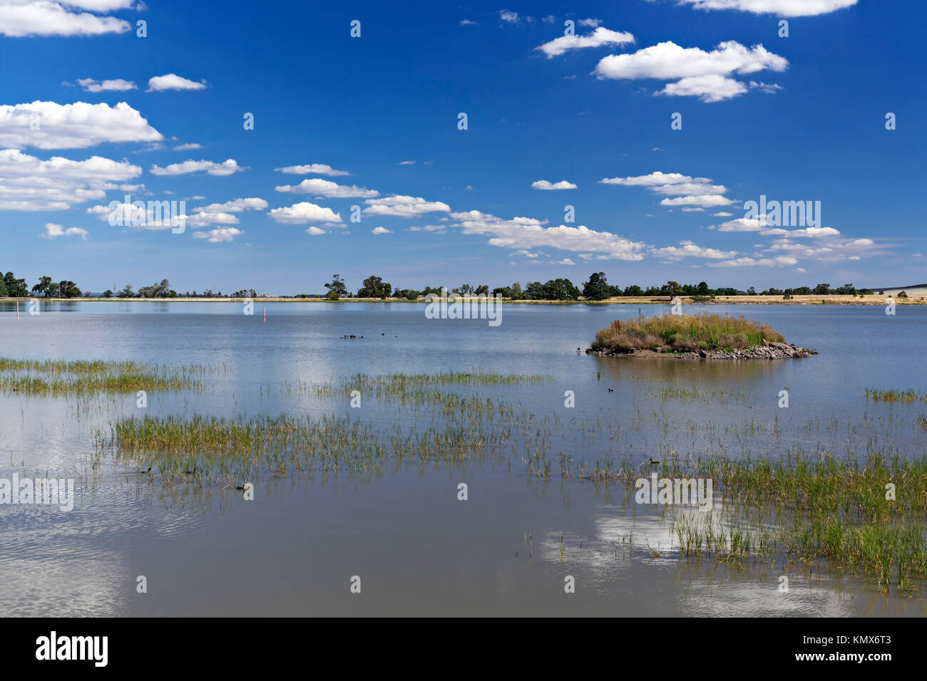 The picturesque Lake Learmonth is home for many bird species,the ...
