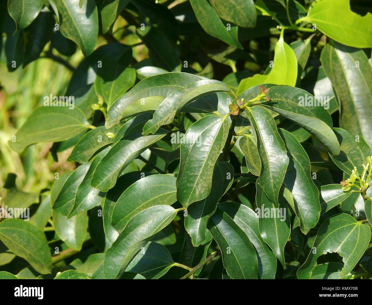 Laurus Nobilis Plant High Resolution Stock Photography and Images - Alamy