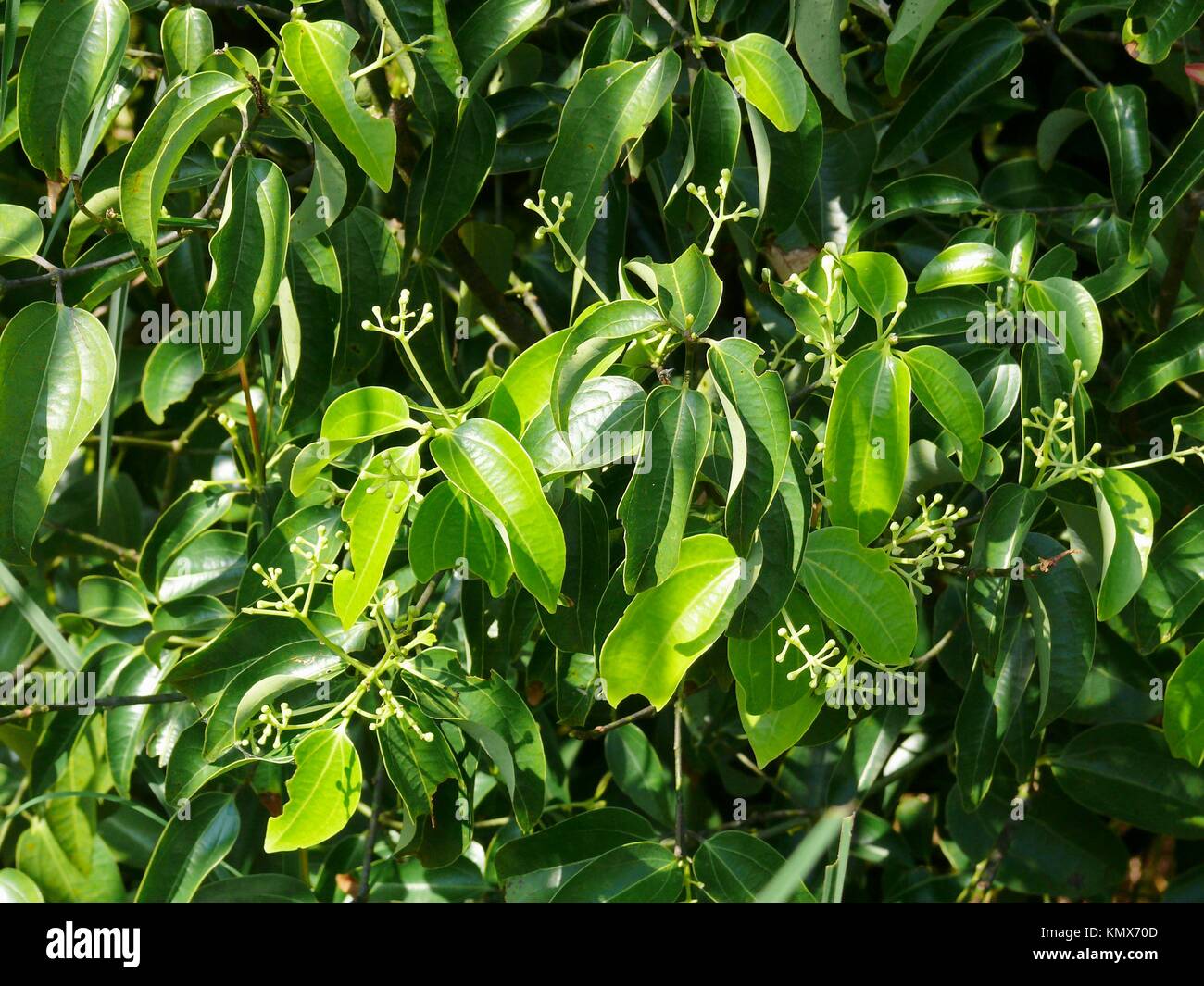 Tej patta hi-res stock photography and images - Alamy