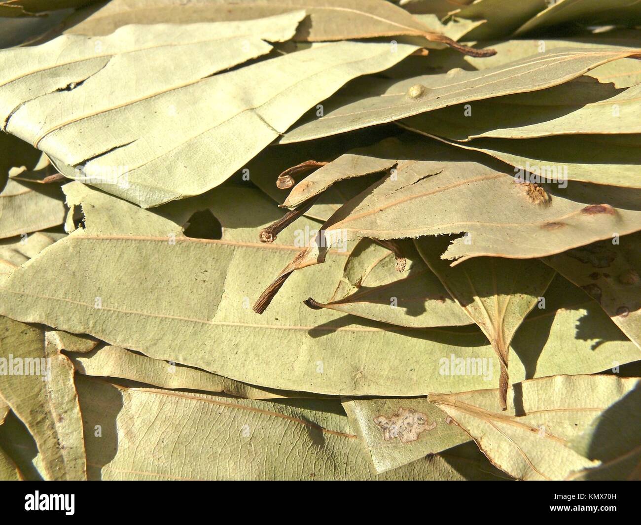 Tej patta tree hi-res stock photography and images - Alamy
