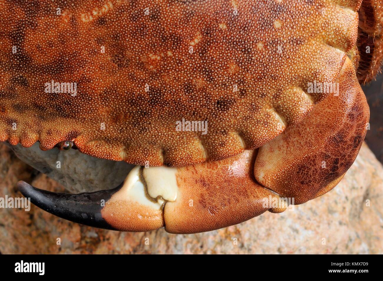 European edible crab cancer pagurus hi-res stock photography and images ...