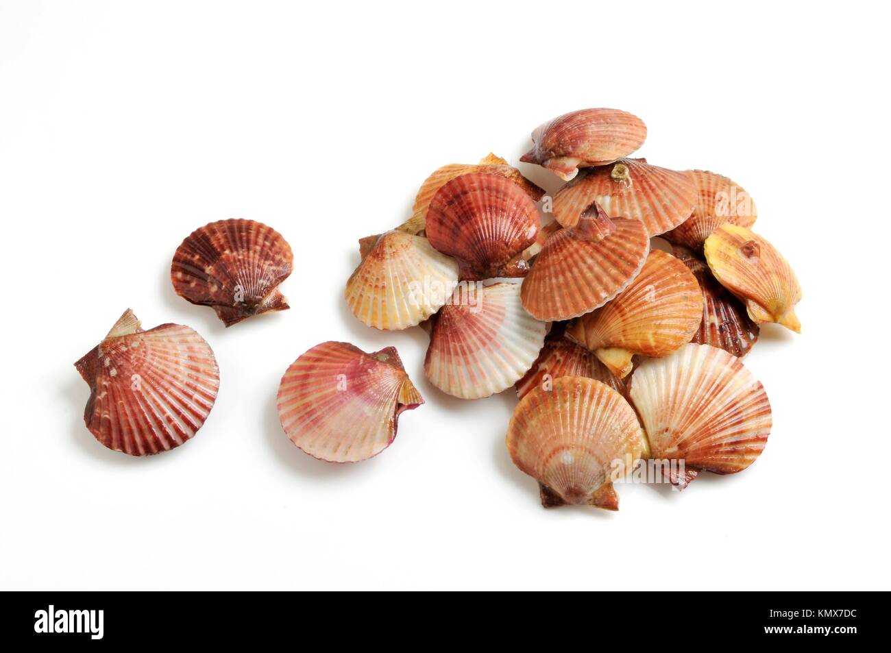 Live Scallops High Resolution Stock Photography and Images - Alamy