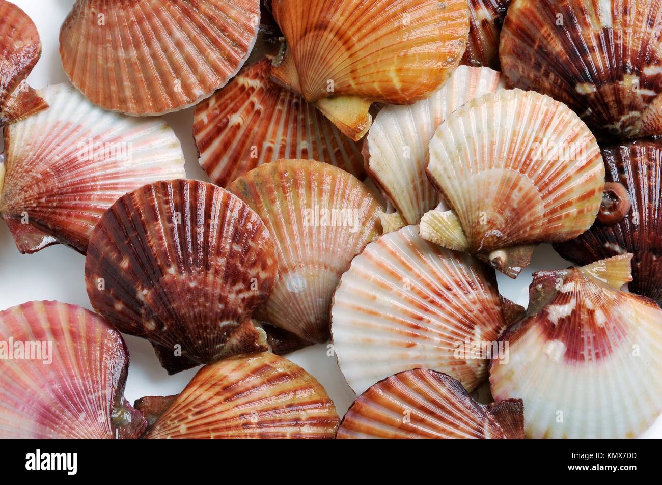 Pilgrim shells hi-res stock photography and images - Alamy