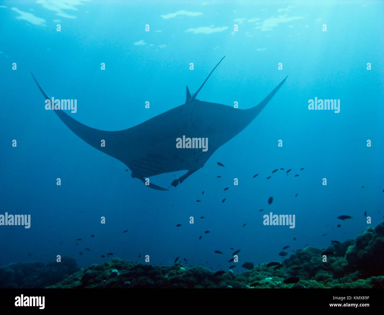 Manta ray underwater in thailand hi-res stock photography and images ...